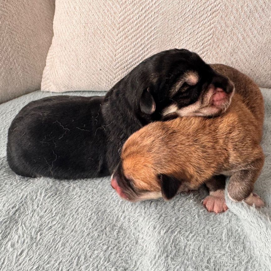 Западносибирская лайка, щенок