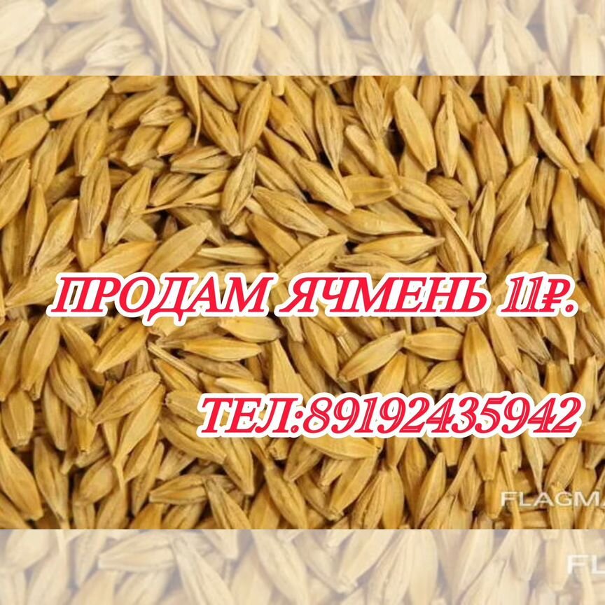 Ячмень