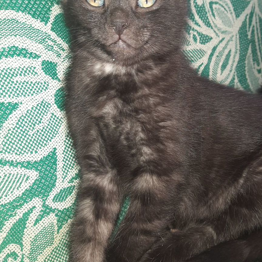Котенок с мраморным окрасом