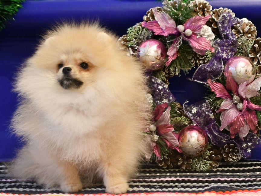 Померанский шпиц