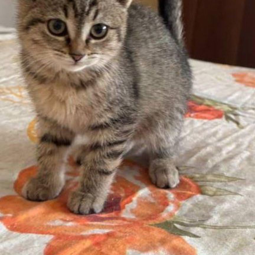 Котенок девочка в добрые руки