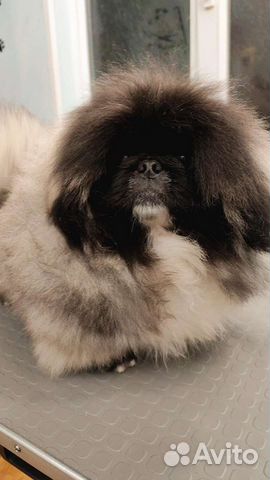 Пекинес мальчик