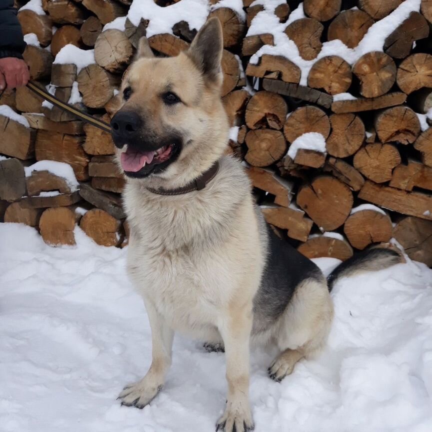 Вязка кобель вео