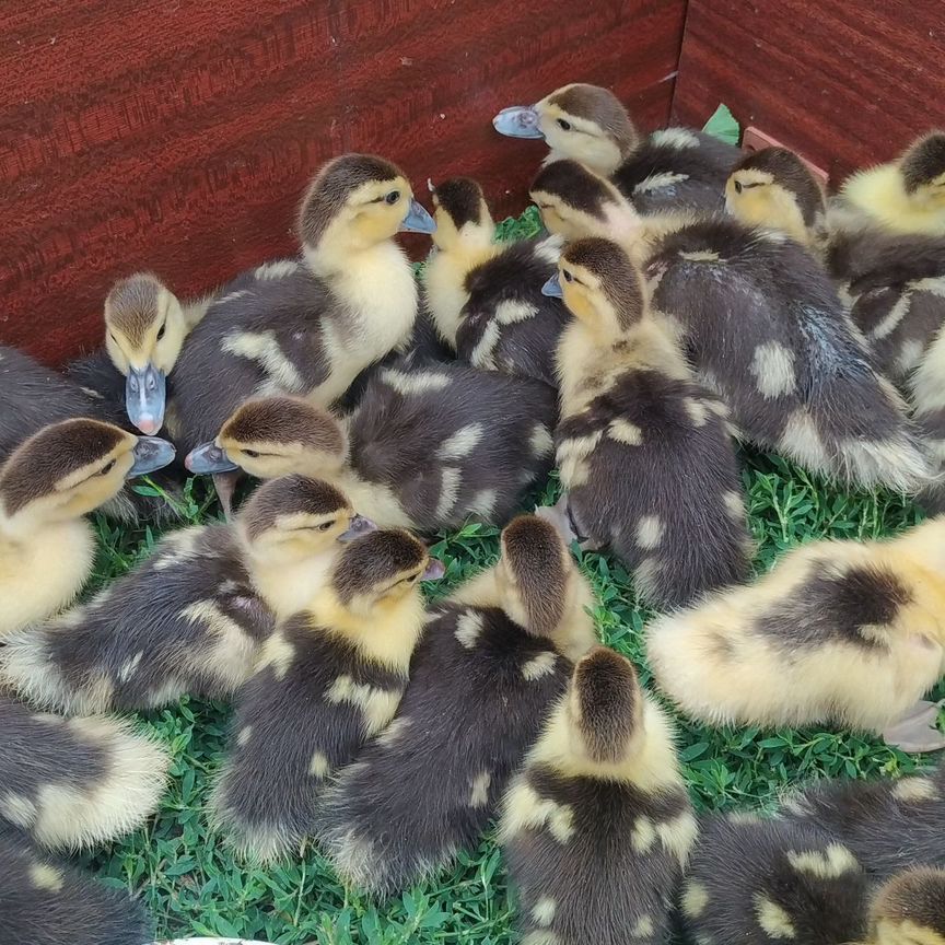 Индо Утка с утятами есть без утки утята возр. Разн