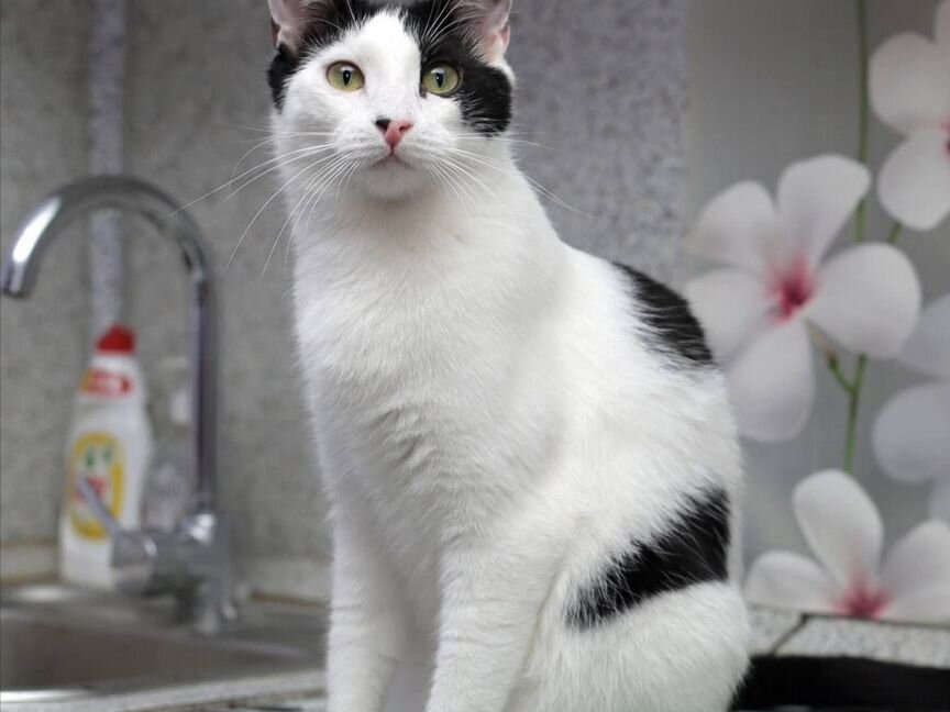 Обаятельный Гоген (кот, 1,5-2 года)