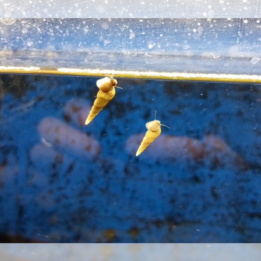 Улитки мелании