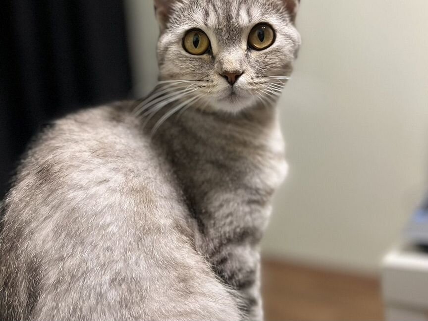 Шатланская кошка