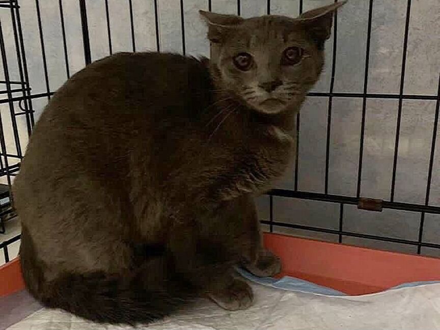 Дымочка должна найти дом до 31 мая.Дальше улица