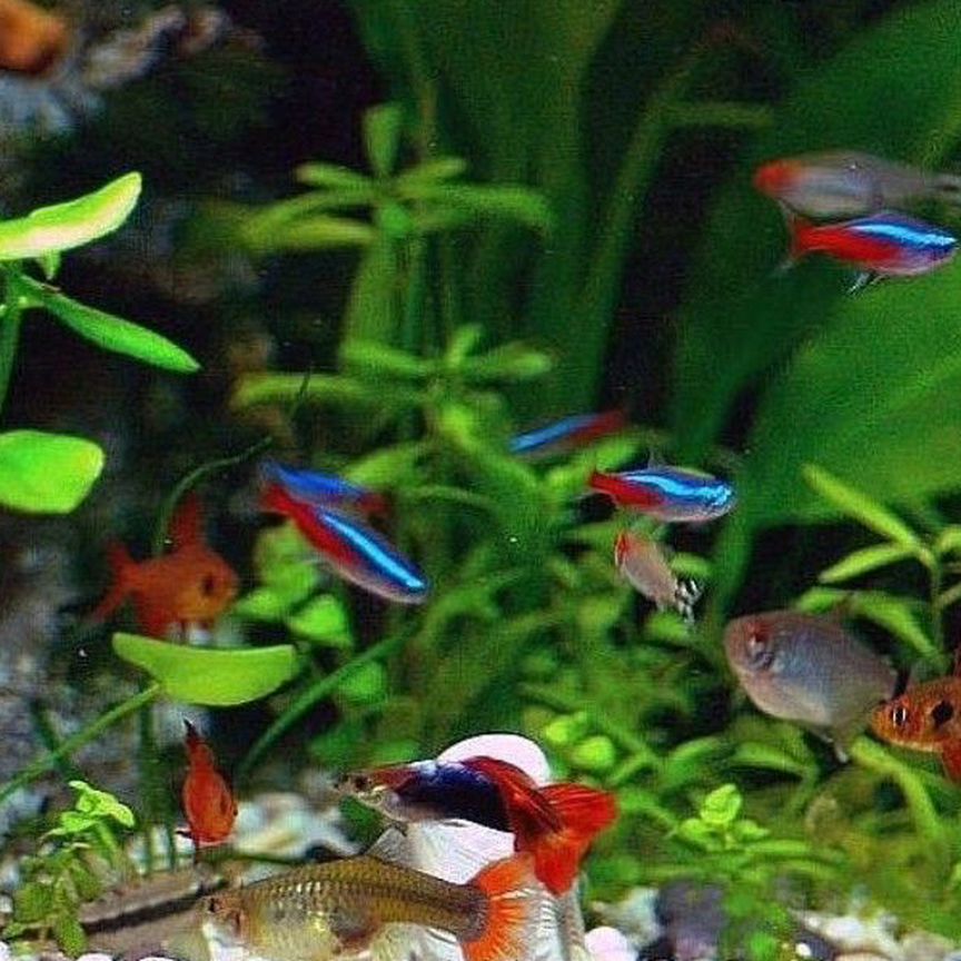 Аквариумные рыбки подбор, доставка по Москве