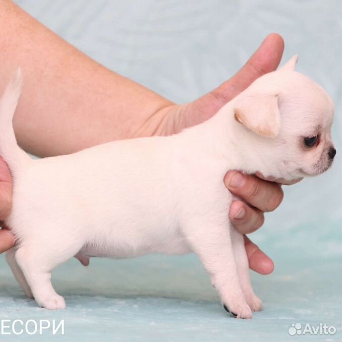 Чихуахуа мини пупсики