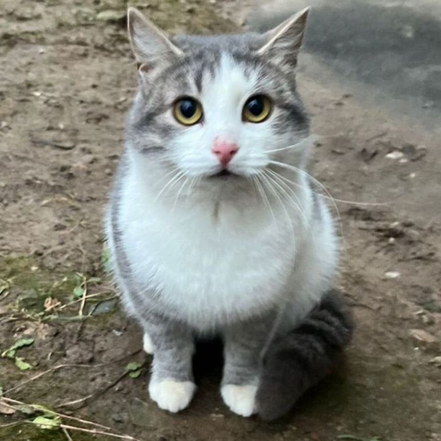 Кошечка ищет дом/Спасите красавицу