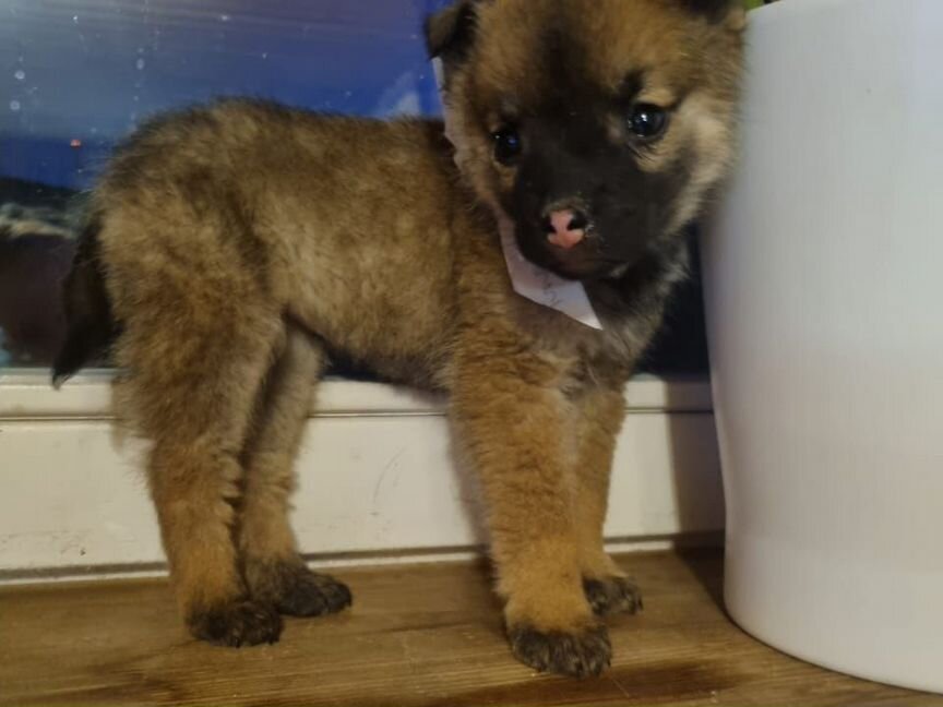 Щенок в добрые руки