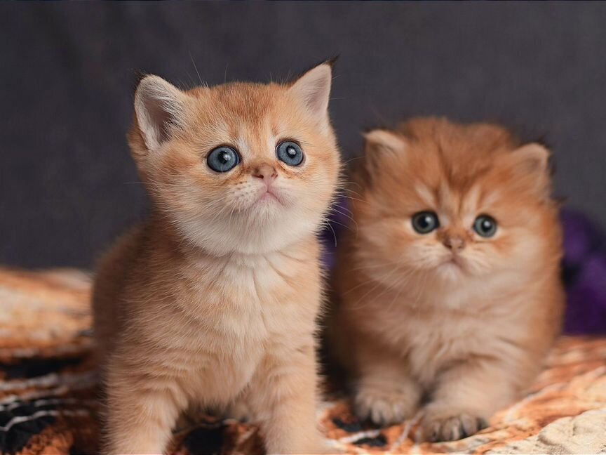 Котята золотая шиншилла
