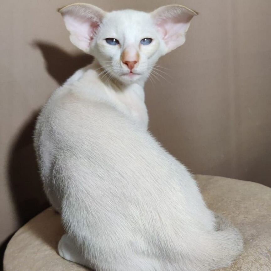 Ориентальные котята экстрим