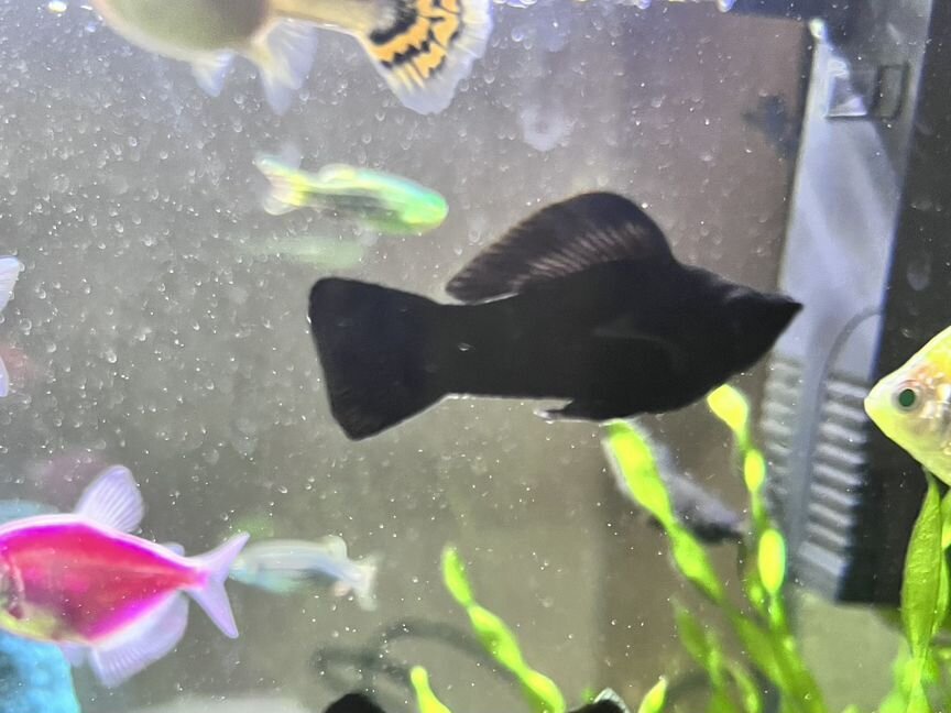 Моллинезия Велиферна Нигра парусная