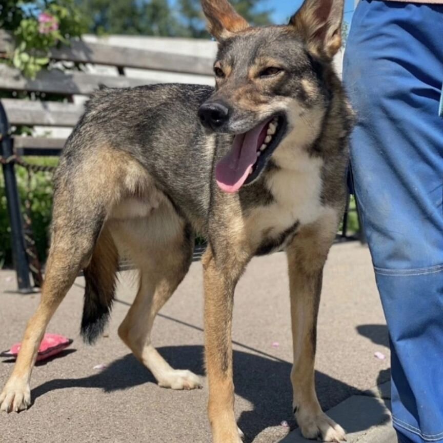 Взрослый пёс в добрые руки