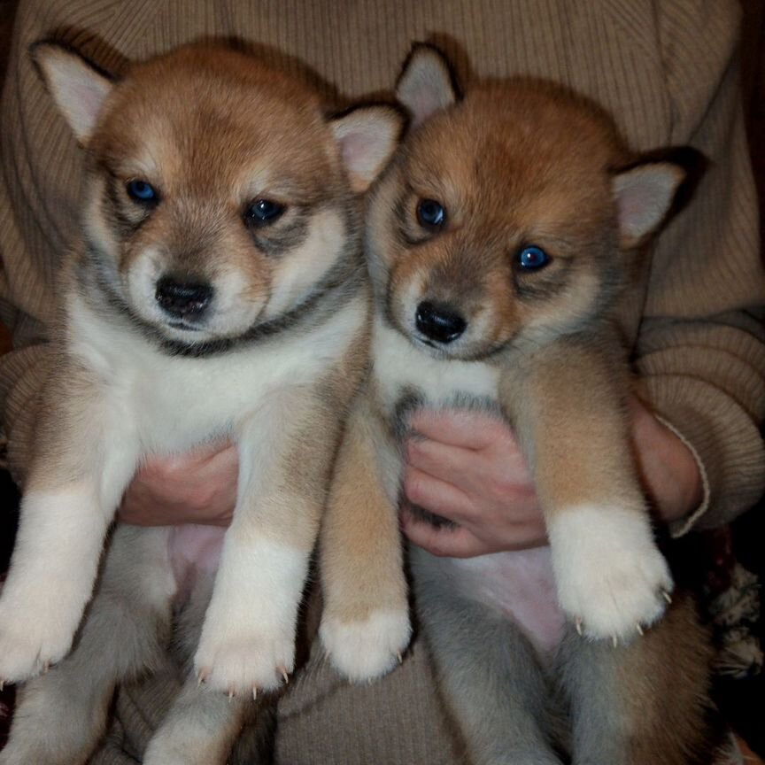 Эксклюзивная порода щенков