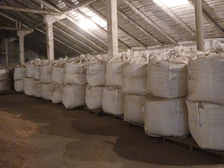 Яровая пшеница