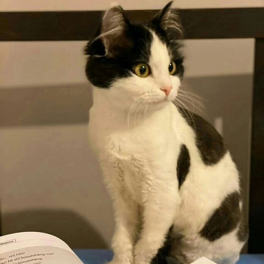 Кошечка Мурочка ищет дом