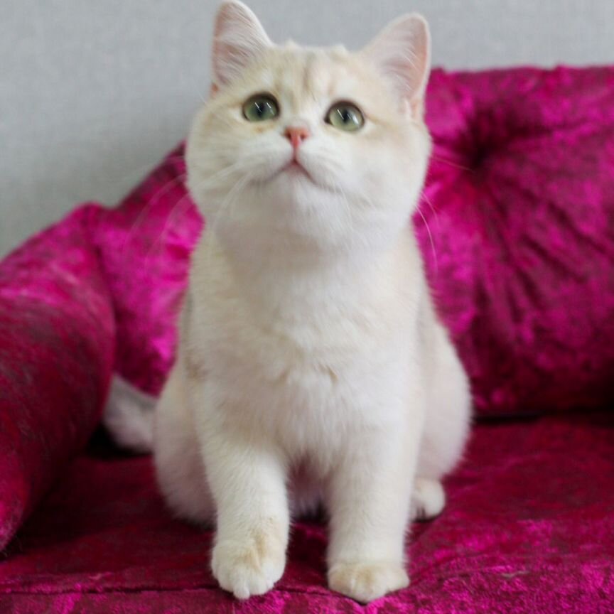 Британский короткошёрстный котёнок