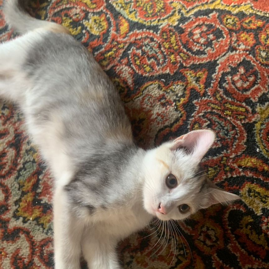 Котята в добрые руки бесплатно