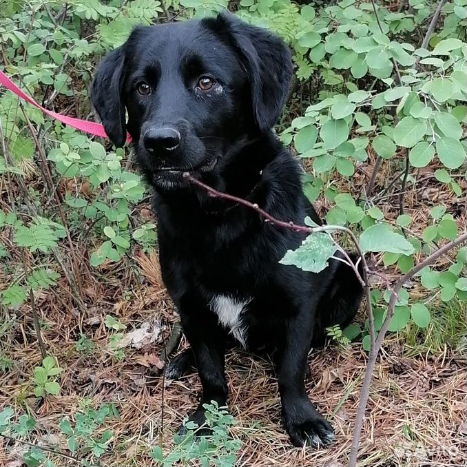 Принц ищет дом