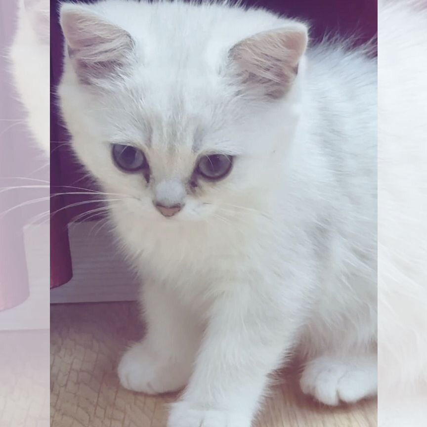 Британский короткошёрстный котёнок