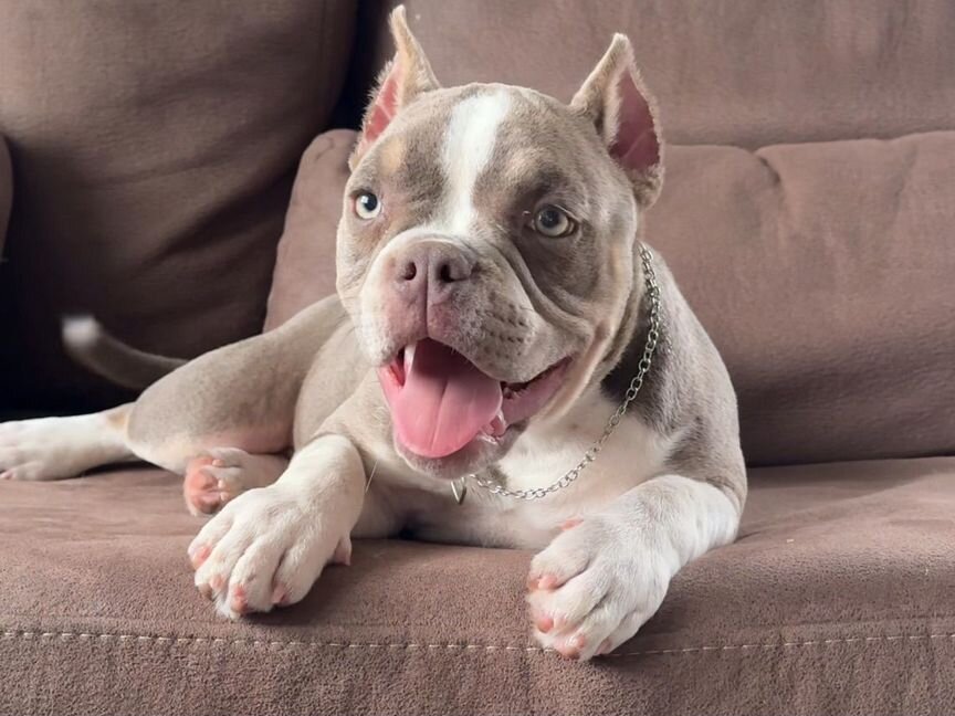 Американский булли - прекрасная малышка