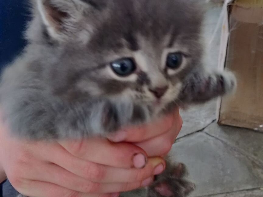 Внимание Котята в добрые руки