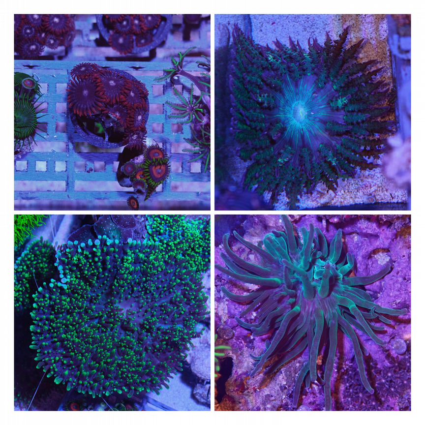 Караллы и анемоны