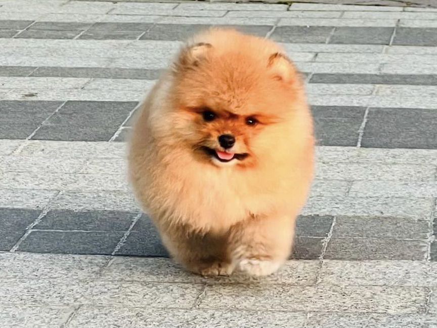 Шикарные Мишки Тедди POM star Hit