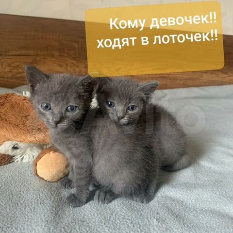 Котенок