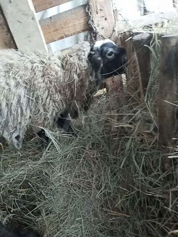 Ярка и баранчик