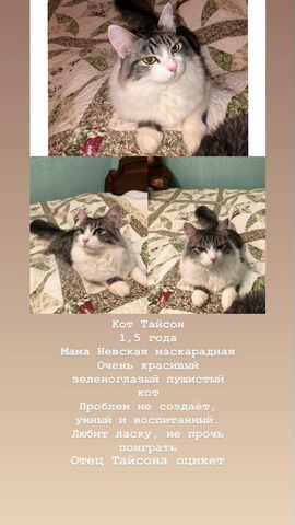 Кот Тайсон