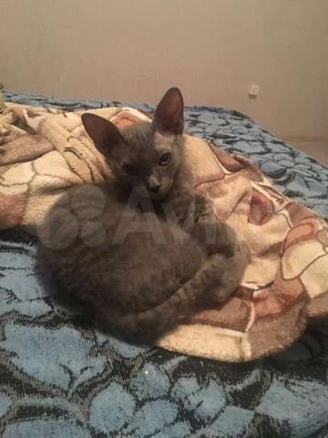 Донской сфинкс котята