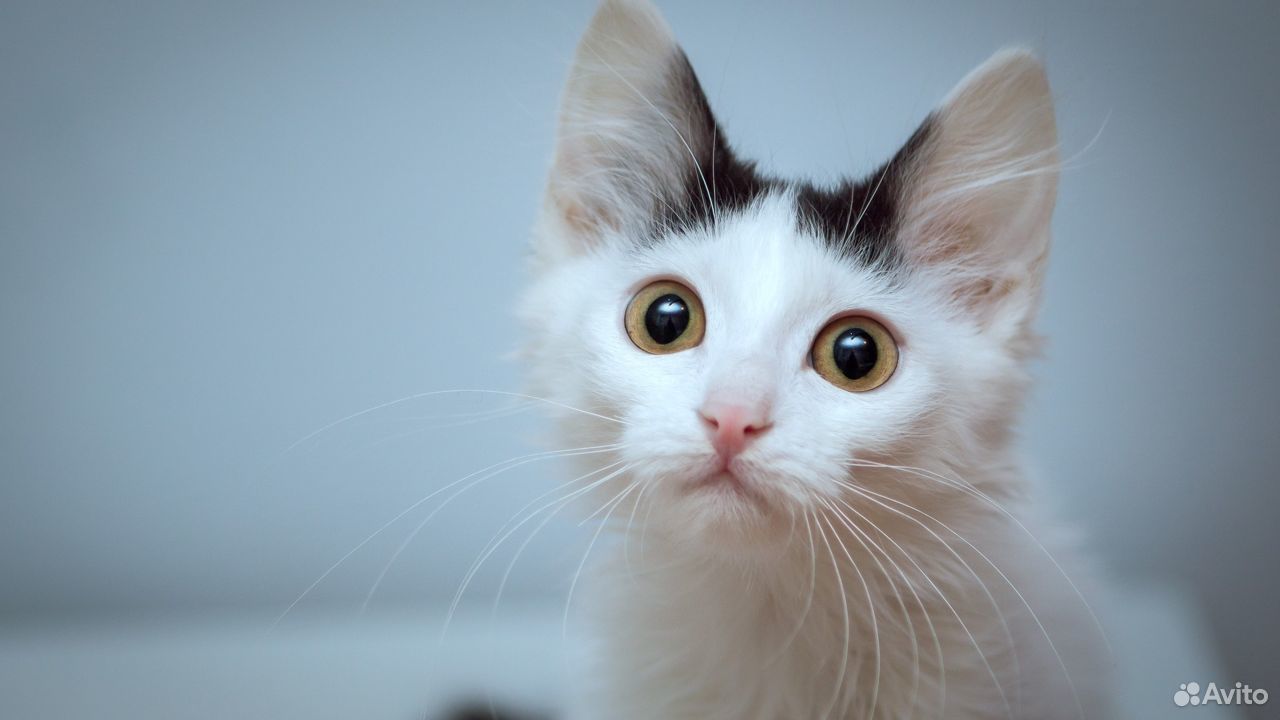 Снежок Очень ласковый Белый котенок-2.5 мес. в дар