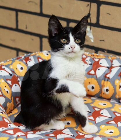 Котенок милаха Мартин 6 месяцев в добрые руки