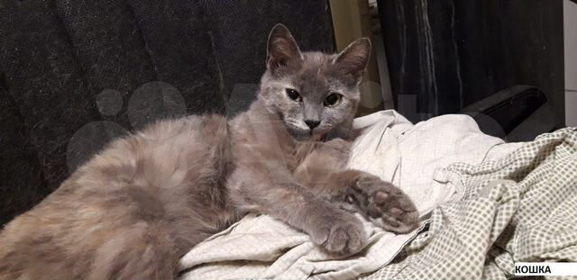 Кошки(коты) в добрые руки