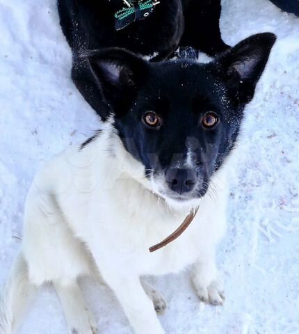Щенки (4мес) дайти им шанс на счастливую жизнь