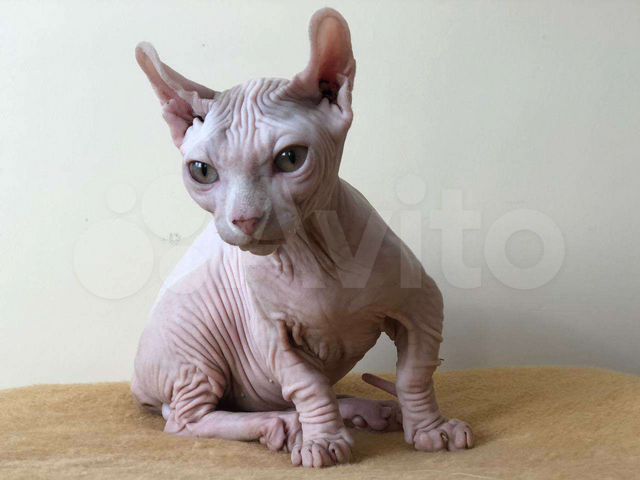 Канадский сфинкс, программа Двэльф