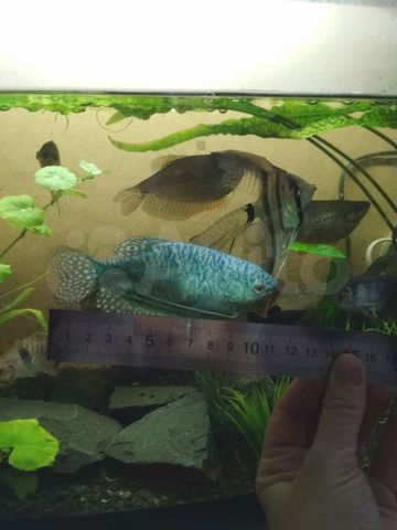 Гурами мраморные, жемчужные крупные