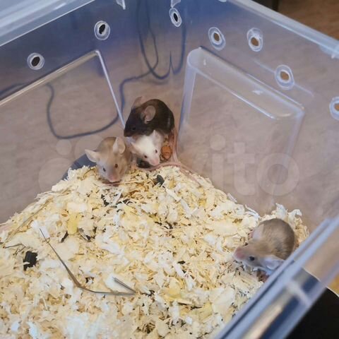 Сатиновые декоративные мыши