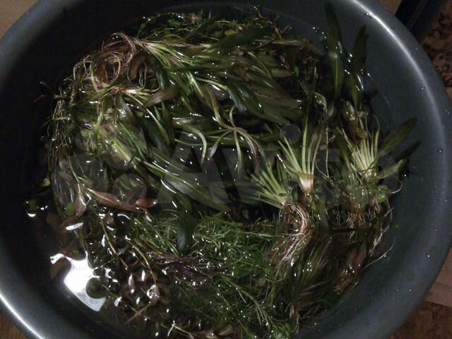 Прополка на большой объем аквариума