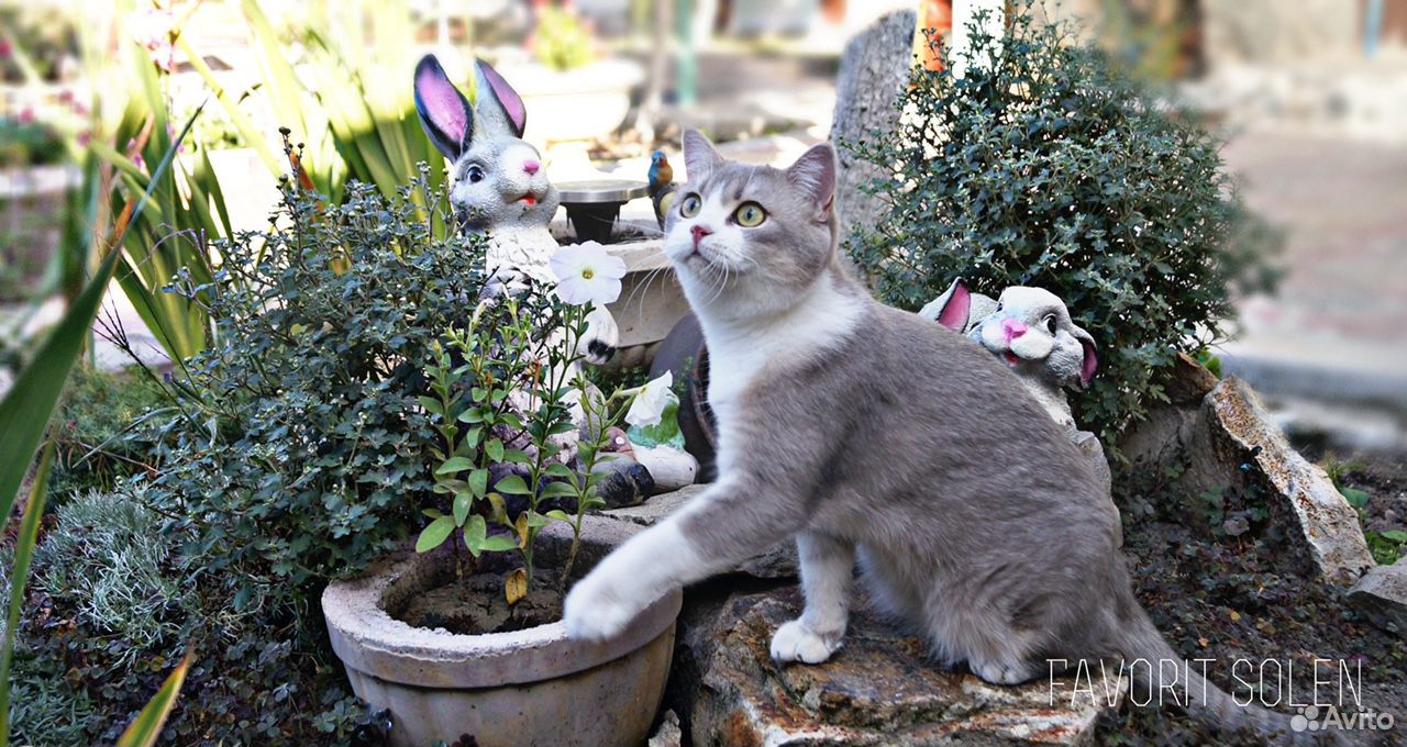 Шотландская кошечка 1.2 года