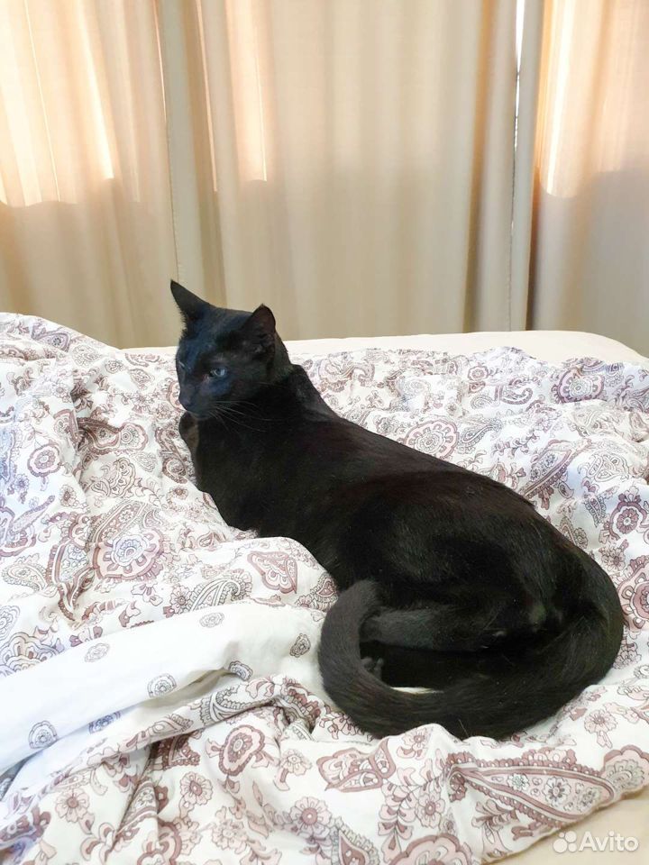 Саванна ф2 меланистик