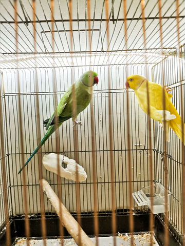 Ожереловый попугай "Ричи"