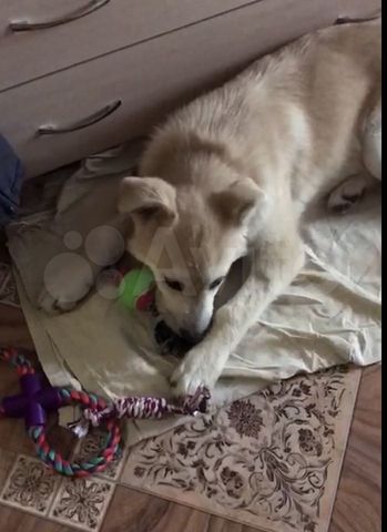 Помесь лабрадора