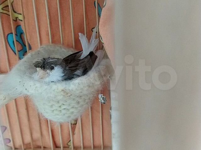 Конарейка девочка