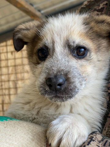 Щенок в добрые руки бесплатно