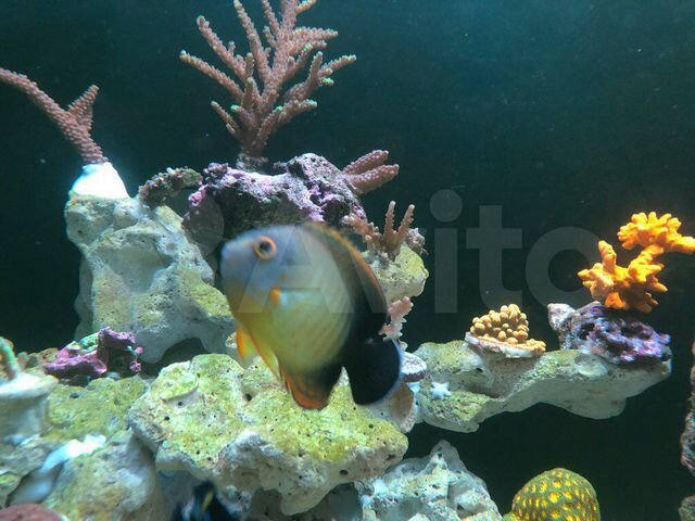 Центропиг эйбла